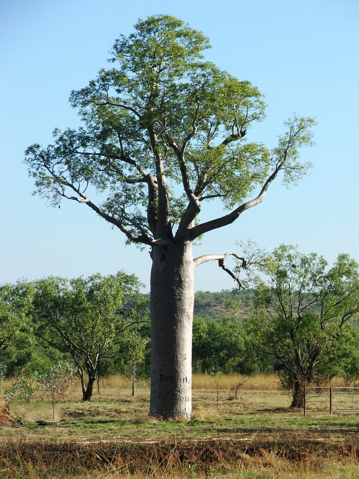 Postie and Sue: Boab Trees