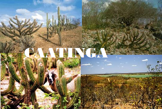 Geografia: Conhecendo a Caatinga
