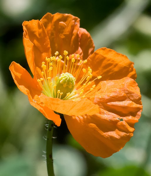 Dan's Hiking Blog: Colby Fire - January 16, 2014