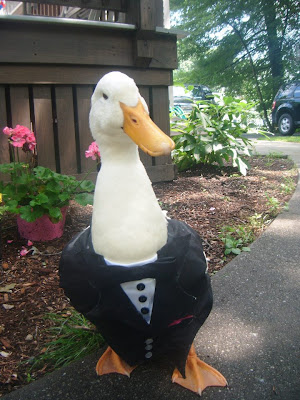All Things Fuzzy And Adorable: Tuxedo Duck