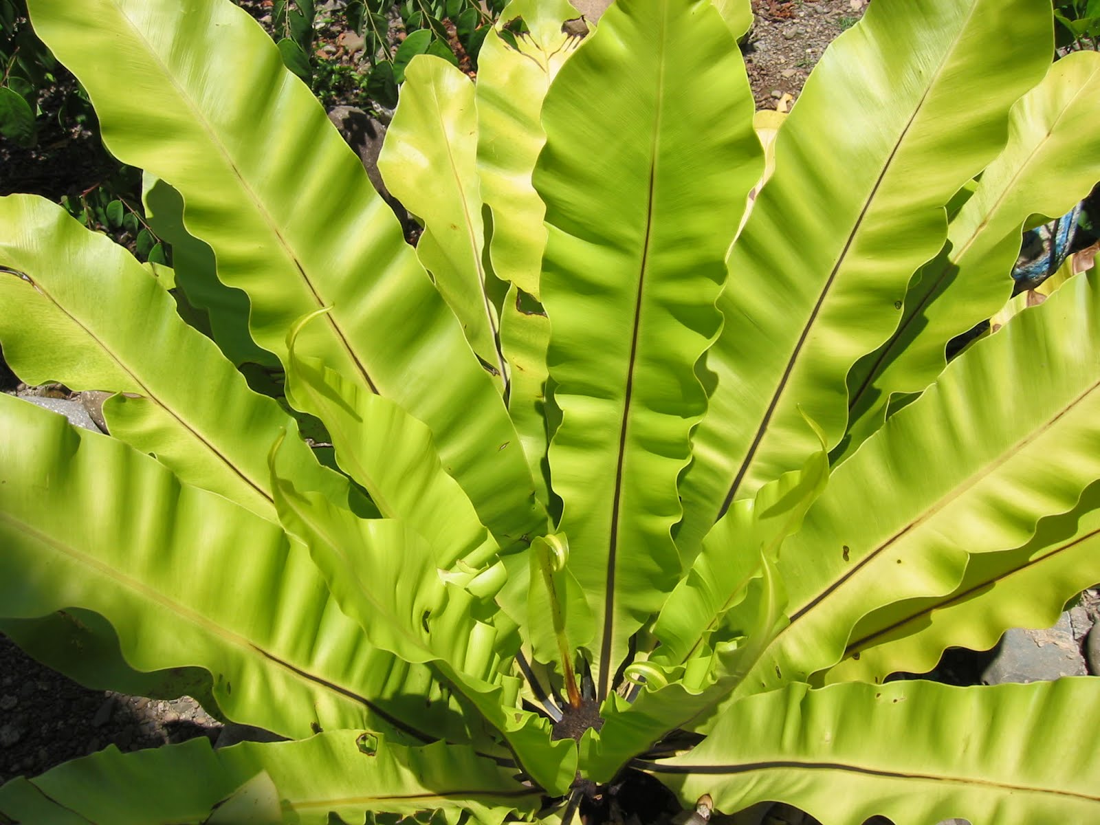 Pembelajaran Sains Tumbuhan Melalui Internet: CIRI 7 : WARNA DAUN