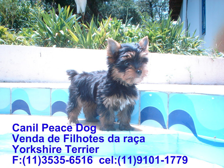 Canil Peace Dog: Canil Peace Dog