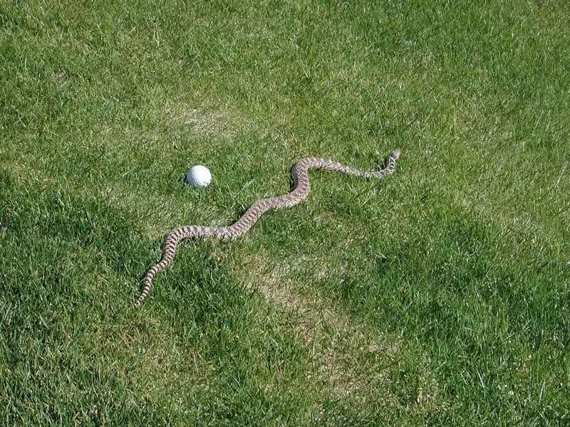 Hella Heaven: Mark Twain, Golf and Snakes