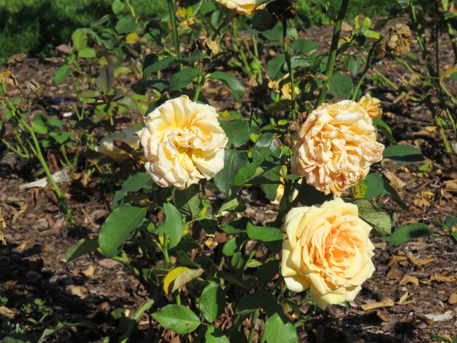 Bird & Travel Photos, Birding Sites, Bird Information: 'VALENCIA ...