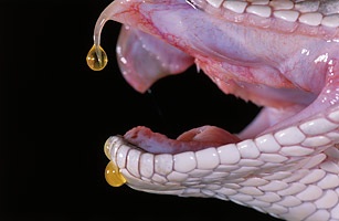 Biting and Swallowing Mechanism of Snake