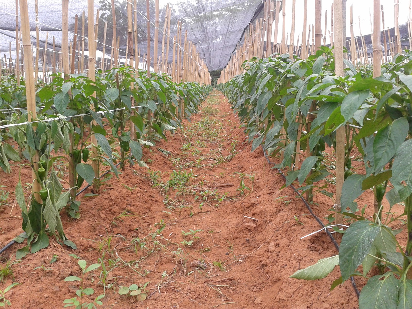 Paraguay: un milagro americano!: Locote paraguayo con calidad de ...