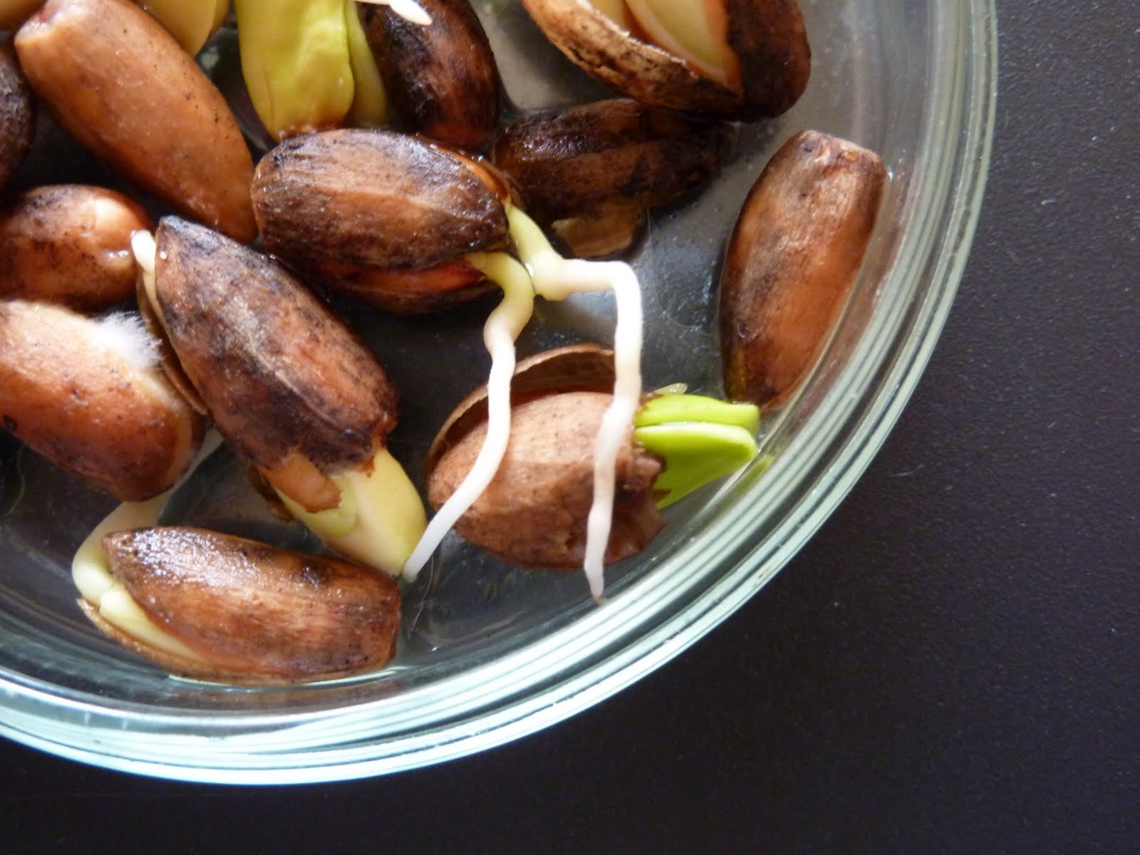 Ideas para tu Huerto: Neem PLANTAS