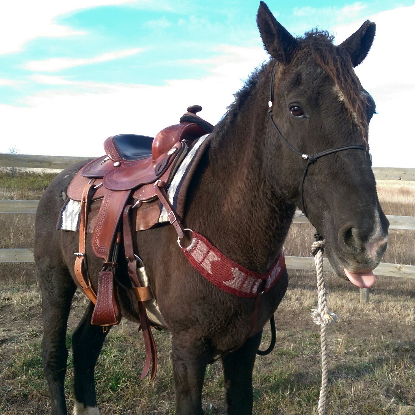 Mustang Saga: Duncan is home, saddle search