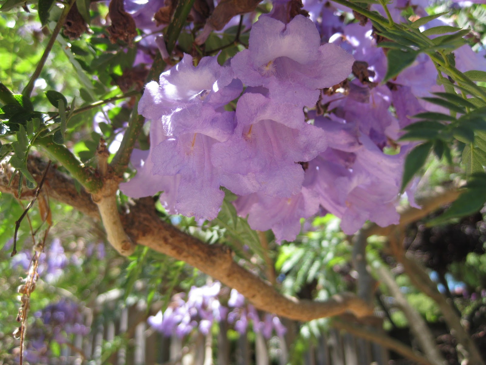 Trees of Santa Cruz County: Jacaranda mimosifolia - Jacaranda