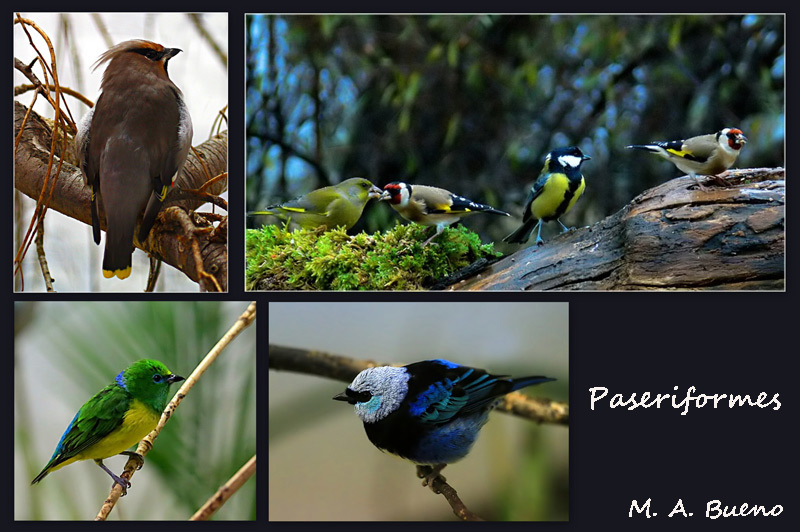 FOTO NATURA HUESCA 2: PASERIFORMES Passeriformes Carl von Linné, 1758 ...