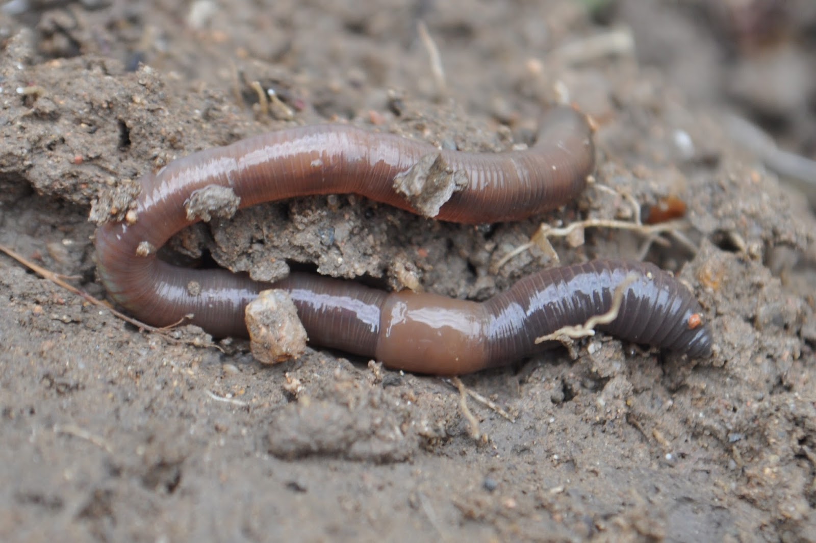 ZOOTOGRAFIANDO (6.100 ANIMALS): LOMBRIZ DE TIERRA (Lumbricus Terrestris)
