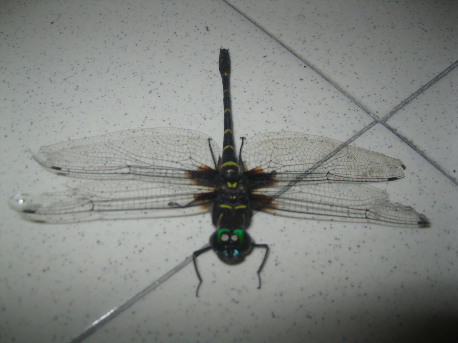 Kamus Bergambar - Haiwan