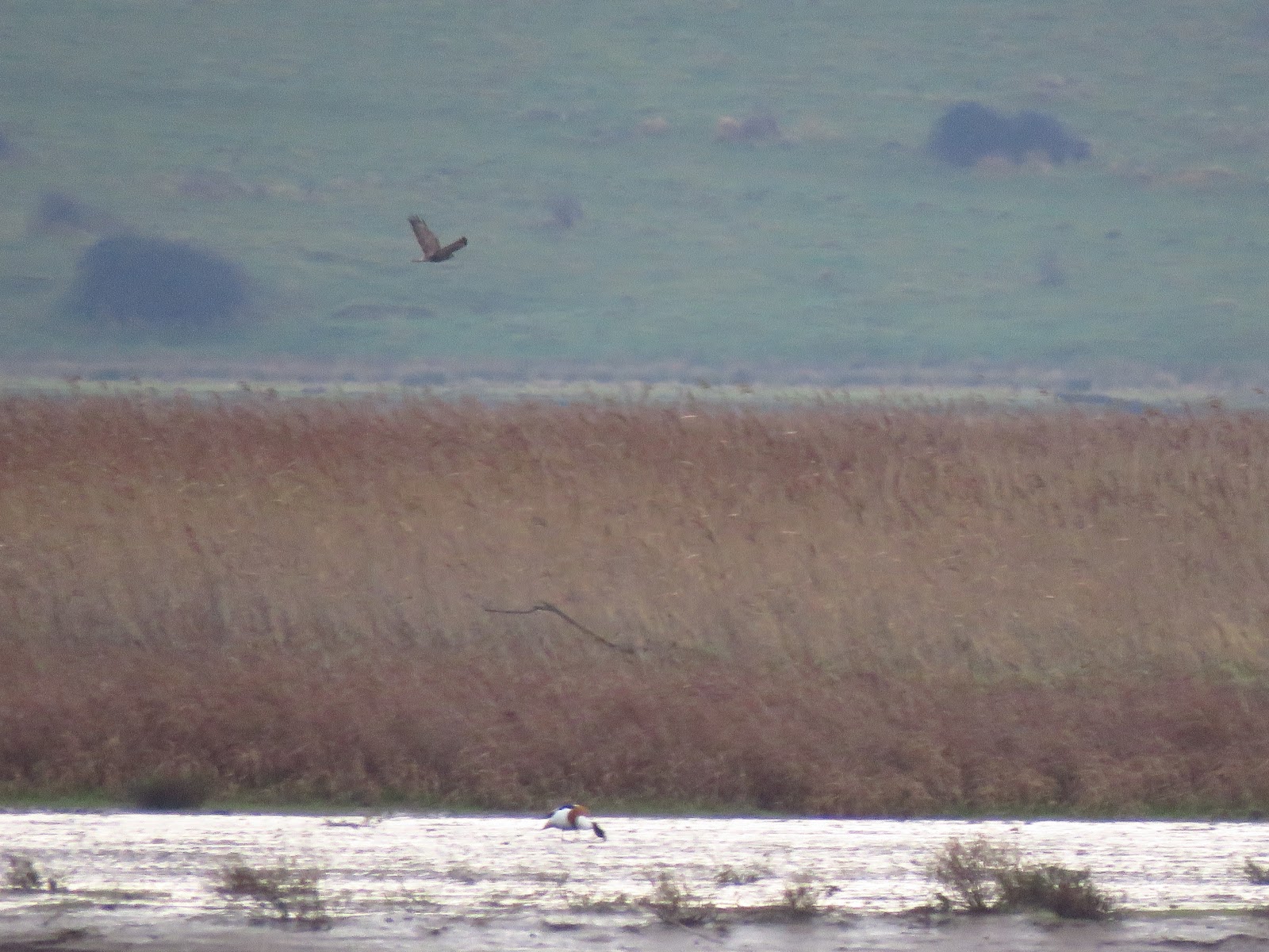 Wild at Hull: Walking the Humber. Stage 1. Faxfleet Ness to Broomfleet ...