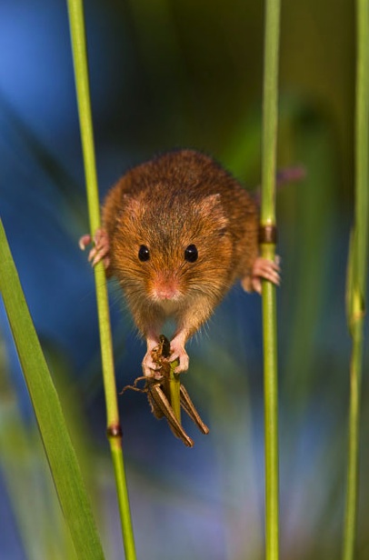 La ciencia es bella: El ratón acróbata