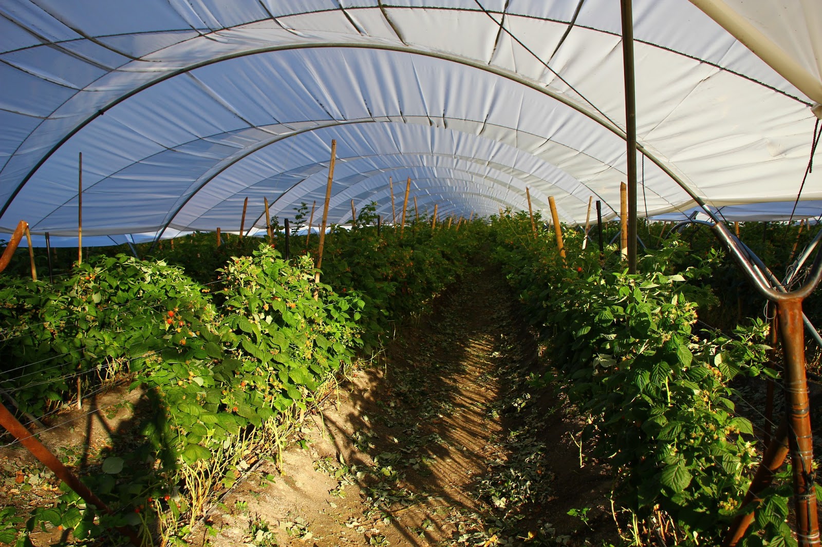 Ames' Adventures: Raspberries