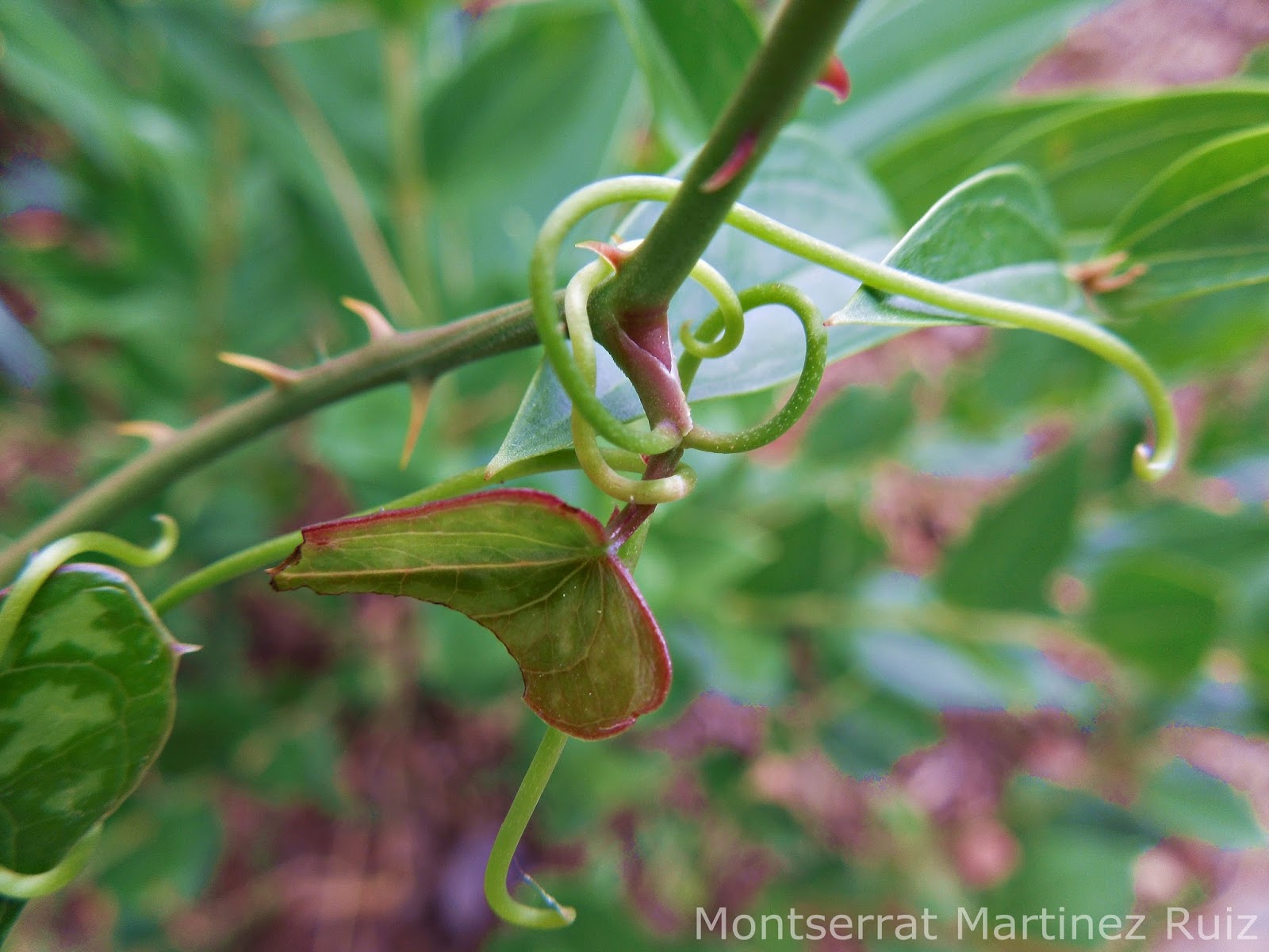 Tipos de tallos- Descripción de la morfología de la planta.