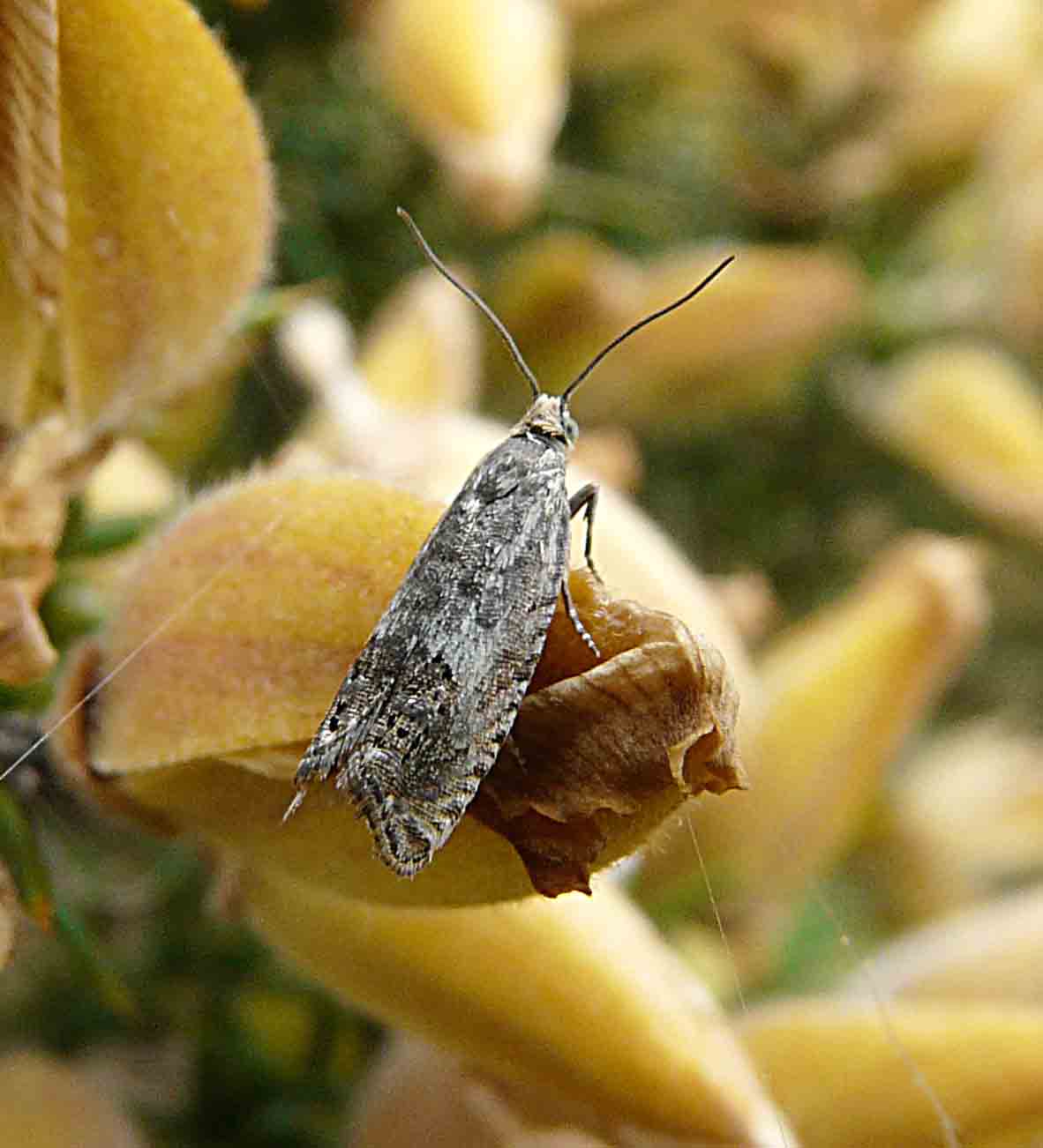 Tophill Low Nature Reserve: Lepidoptera