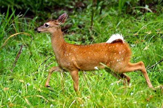 Animales en Peligro de extinción en Mexico: EL VENADO COLA BLANCA