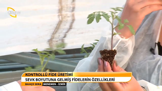 Tarım Siteniz: Profesyonel fide yetiştiriciliği (Kontrollü fide ...