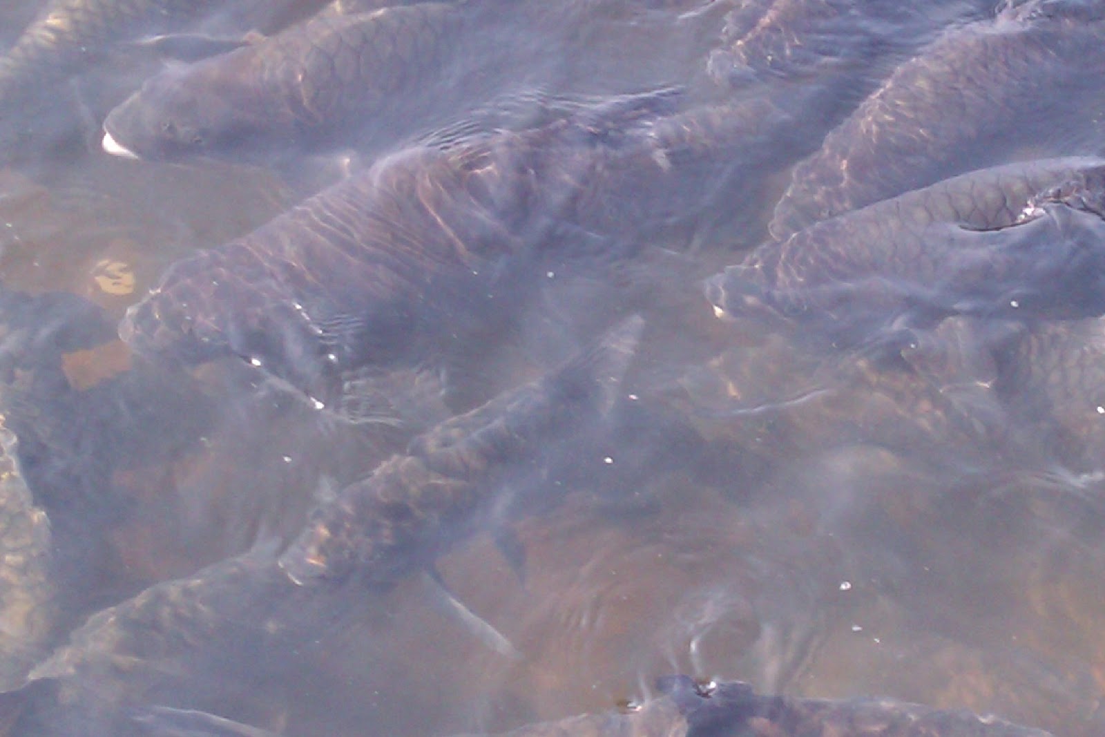 Thoughts of Uma: Trip to Sringeri and Horanadu