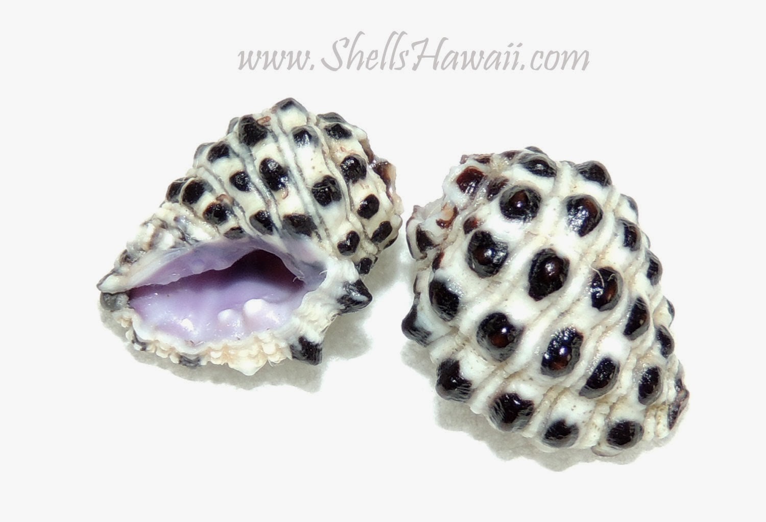 Kahelelani & Sunrise shell jewelry by.... Janjira: Kauai seashells