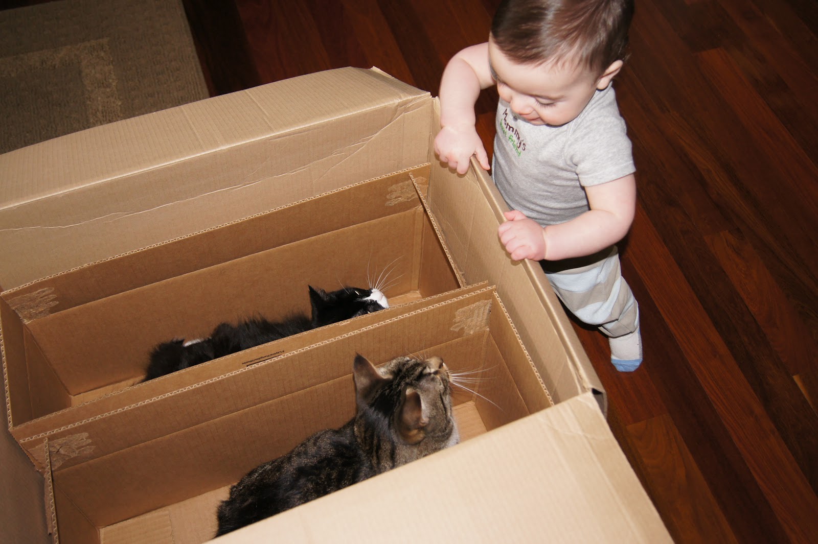 AB^2 + X + 2c: 1 boy + 2 cats + 3 boxes = recipe for cuteness