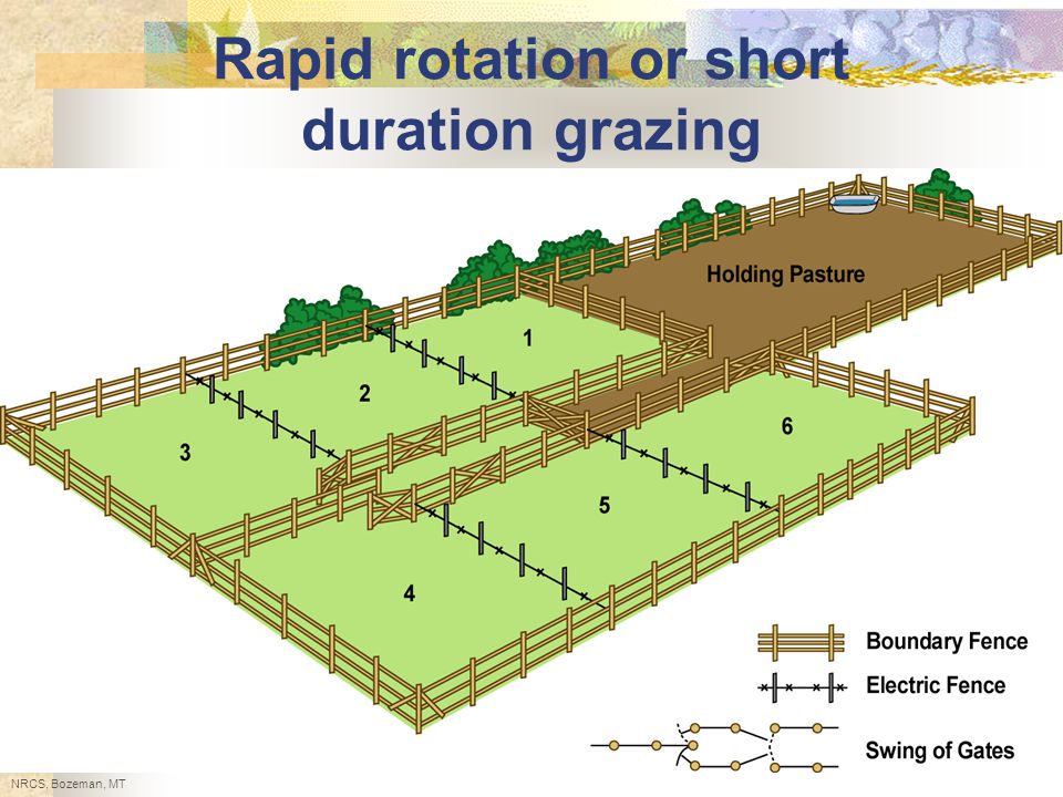 Inovasi Biomasa : Mencari Harta Terbaik Dari Implementasi Kebun Energi ...