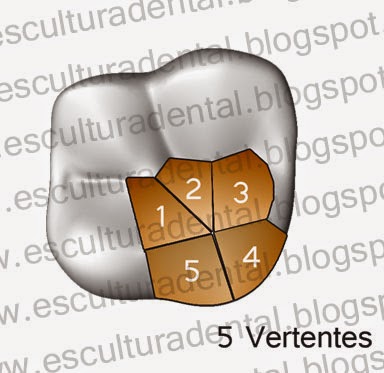 Características anatômicas do primeiro molar superior direito Dente 16