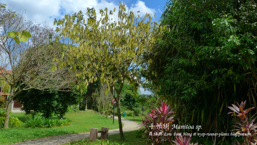 馬來西亞熱帶雨林: Maniltoa 馬尼爾豆屬