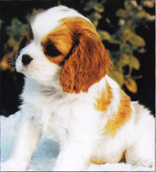 Môj pes Cavalier: Šteniatko