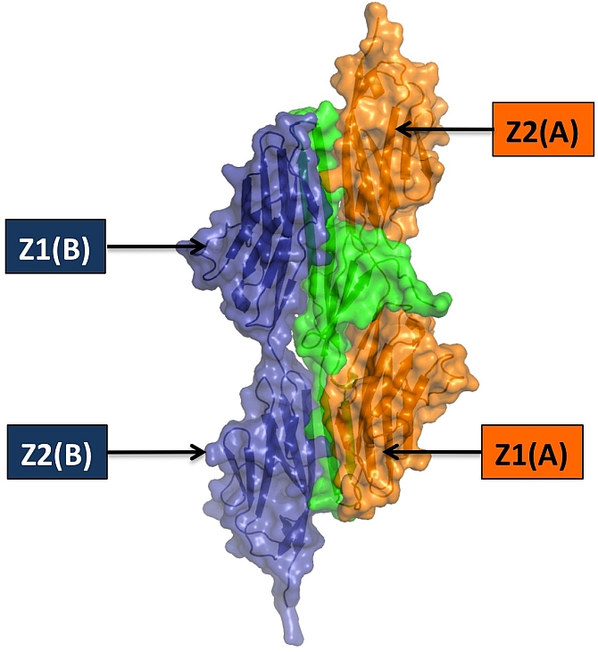 Joe's Science Corner: The Role of the Large Protein Titin in Dilated ...