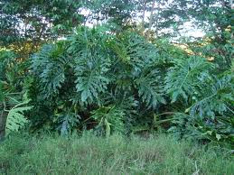 Cultura Guaraní: Filodendro paraguayo, "Güembé"