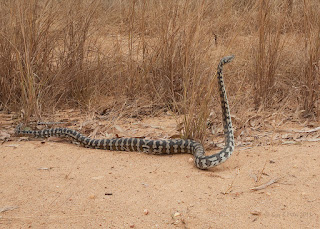 Ular Asli Indonesia: Pythonidae