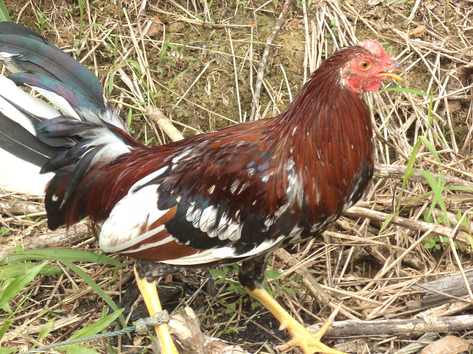Sarawak Gamefowl Farm: Spangle Mark