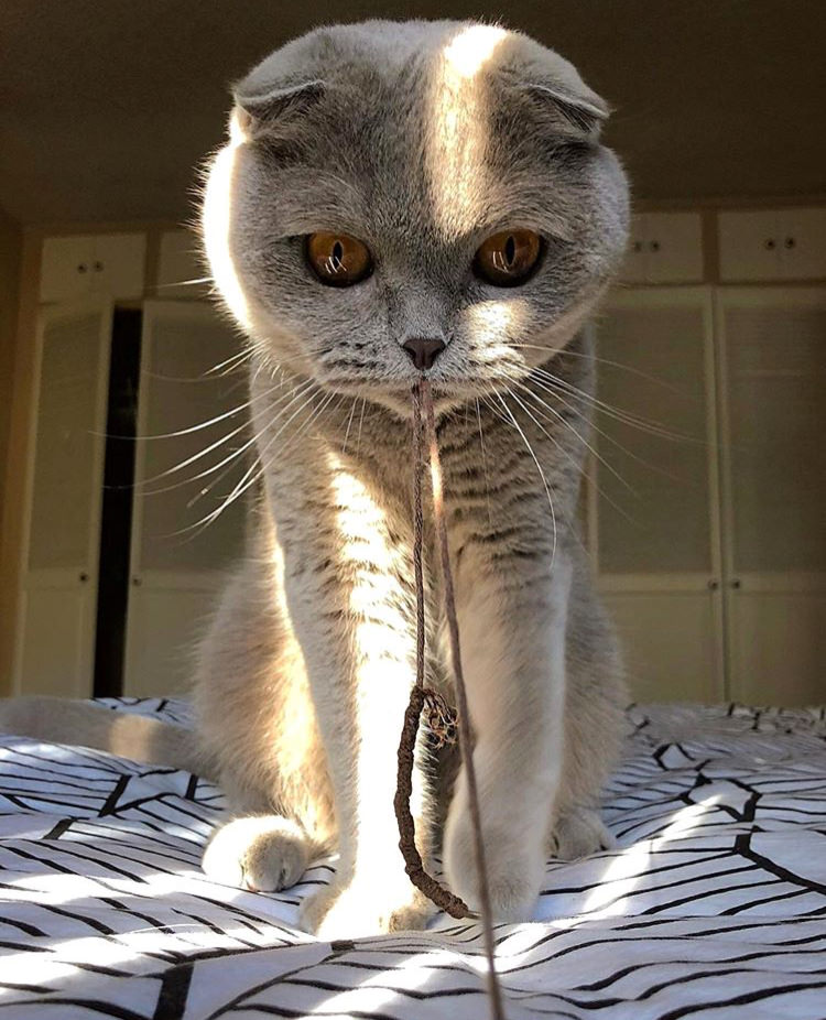 Funny cats - part 306 (40 pics + 10 gifs) | Amazing Creatures