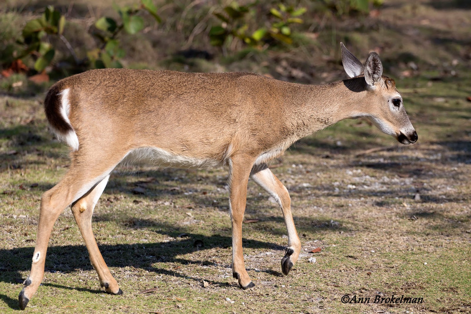 Ann Brokelman Photography: Key Deer - Florida Keys