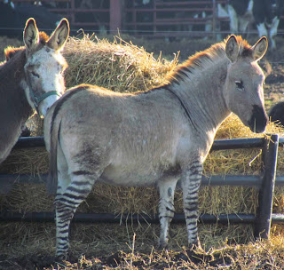 The Agatelady: Adventures and Events: Unusual Zebroid and Hardwood ...