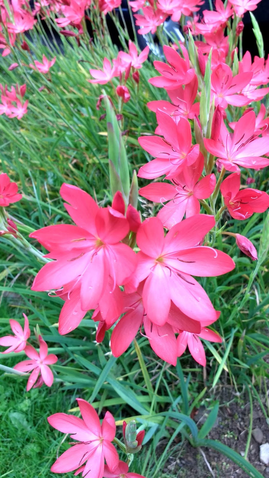 Gardening Matters: Oct 10, 2016