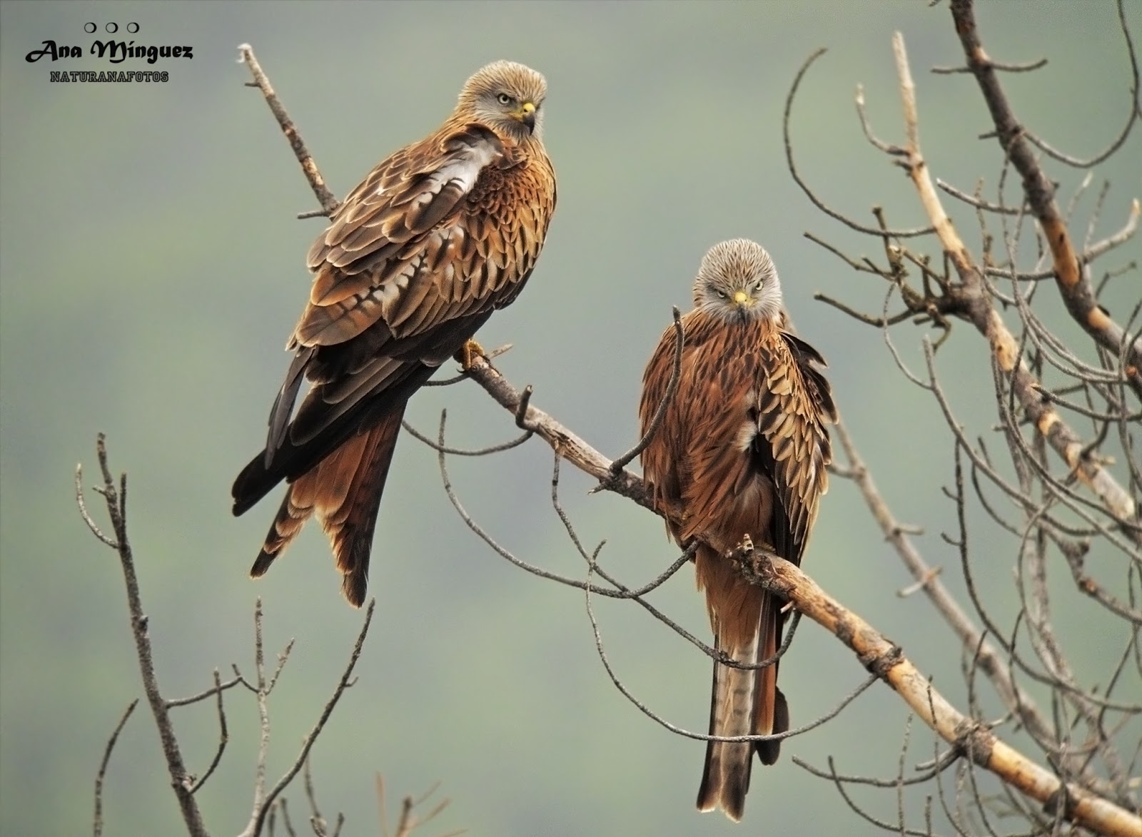 NATURANAFOTOS: Milano real/ Red Kite
