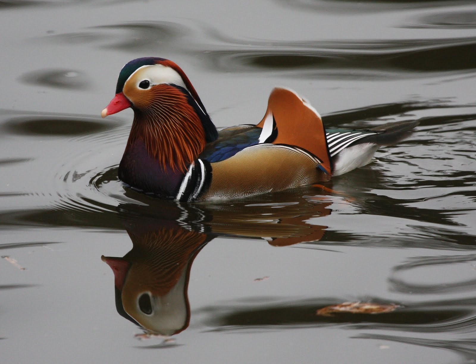 We Bird North Wales: Mandarins near you!