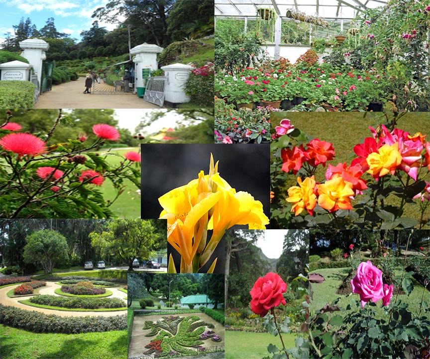 Beauty Of Sri Lanka: Haggala Botanical Garden