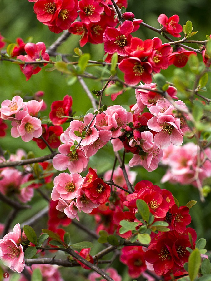 FROM THE GARDEN OF ZEN: The flowers of Boke (Chaenomeles speciosa) in ...