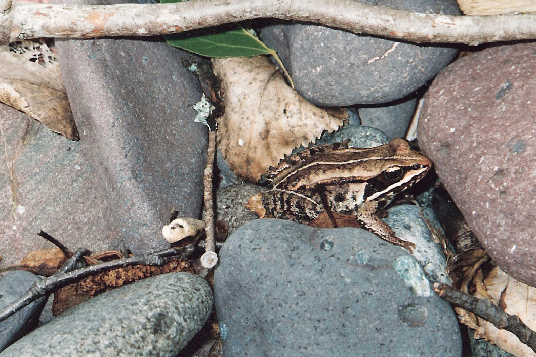 Isabella Conservation District Environmental Education Program ...