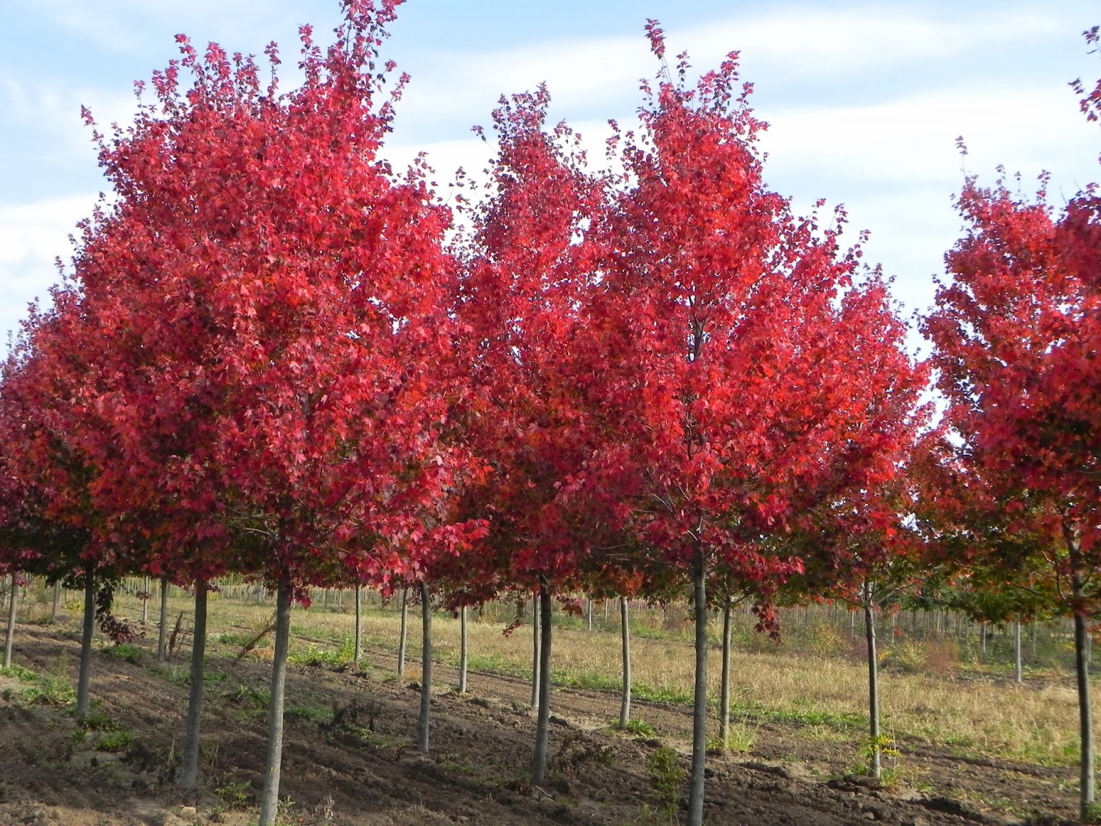 Hinsdale Nurseries: Fall Colors in Trees and Shrubs