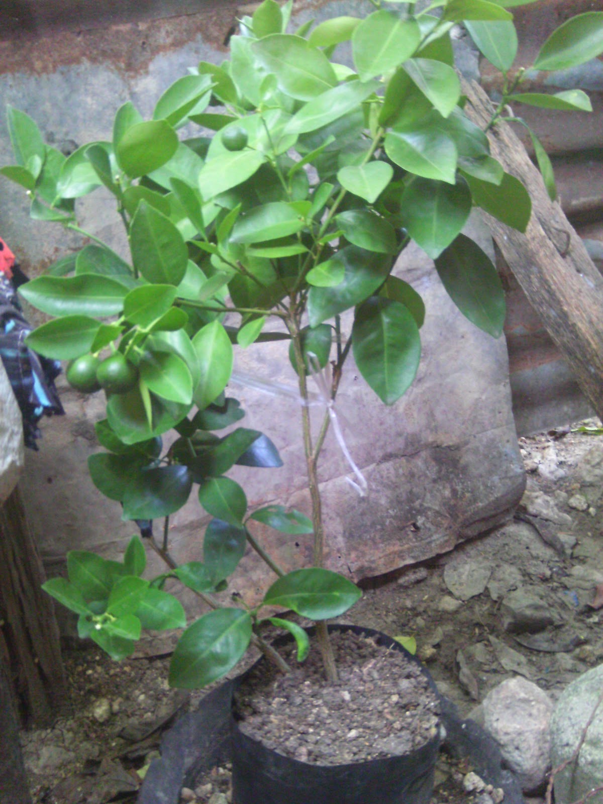 She is Real: FOR SALE: Marcotted Calamansi