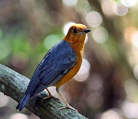 Budidaya Burung: Burung Anis Merah