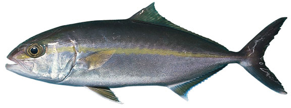 Compañeros de viaje: Pez limón (Seriola dumerili)