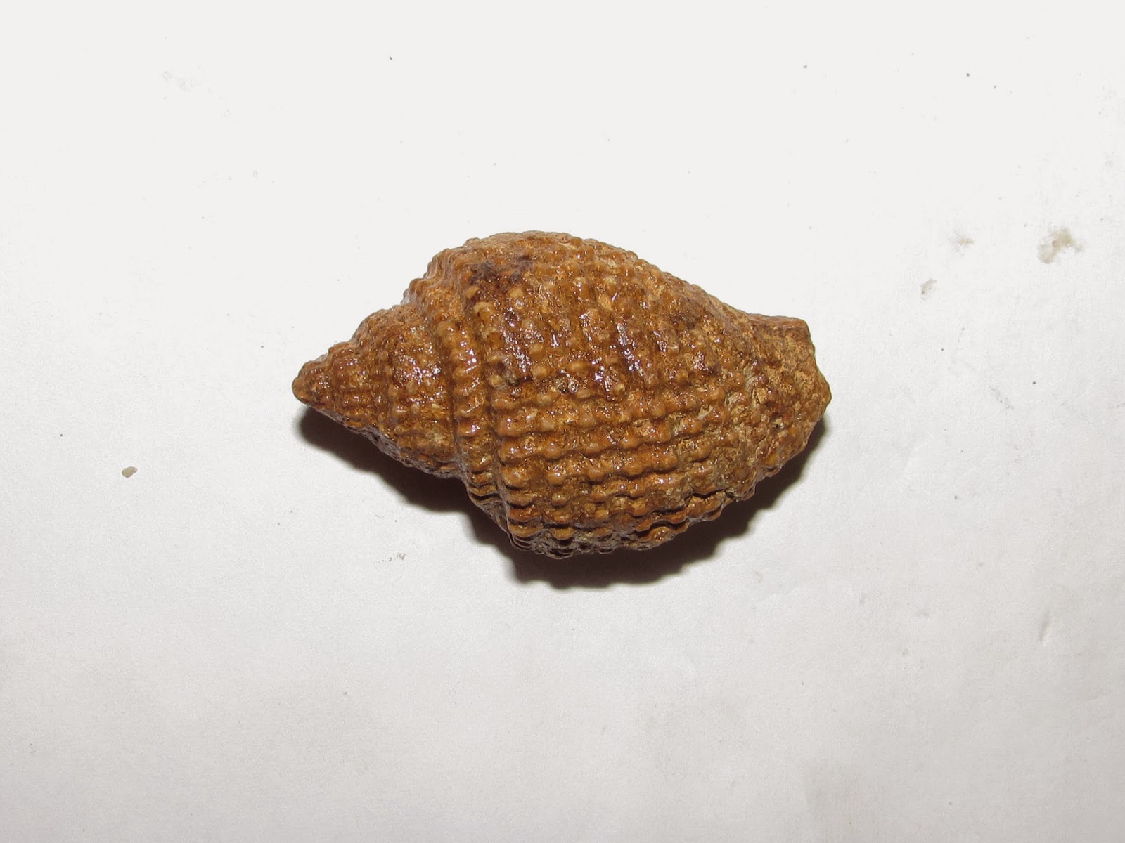 My Fossil Collection: Physa