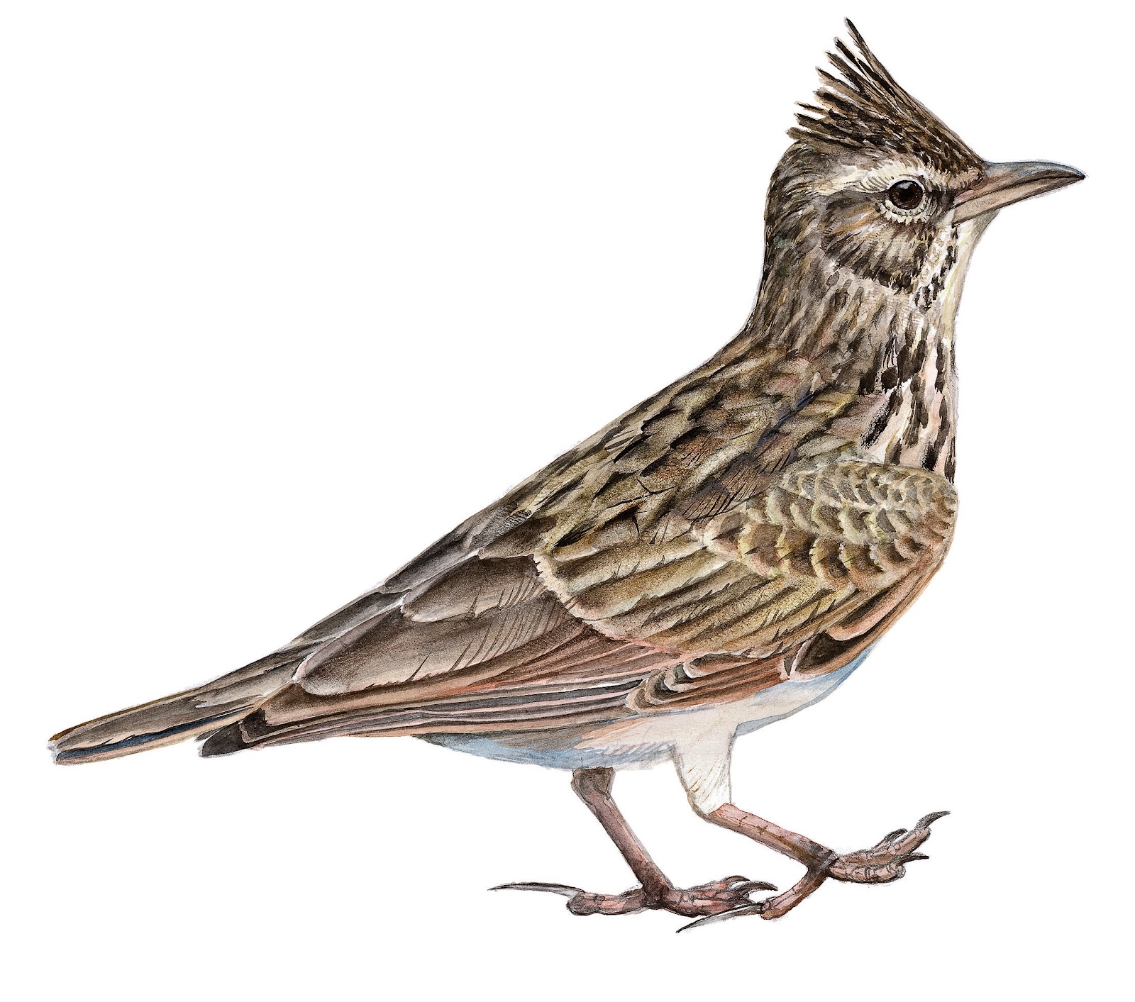 CARL CHRISTIAN TOFTE BLOG: FIELD G. Europe