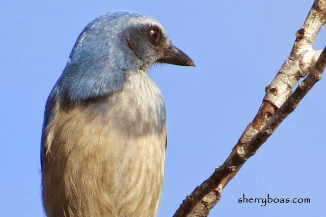 Simply Living: Supporting rare birds